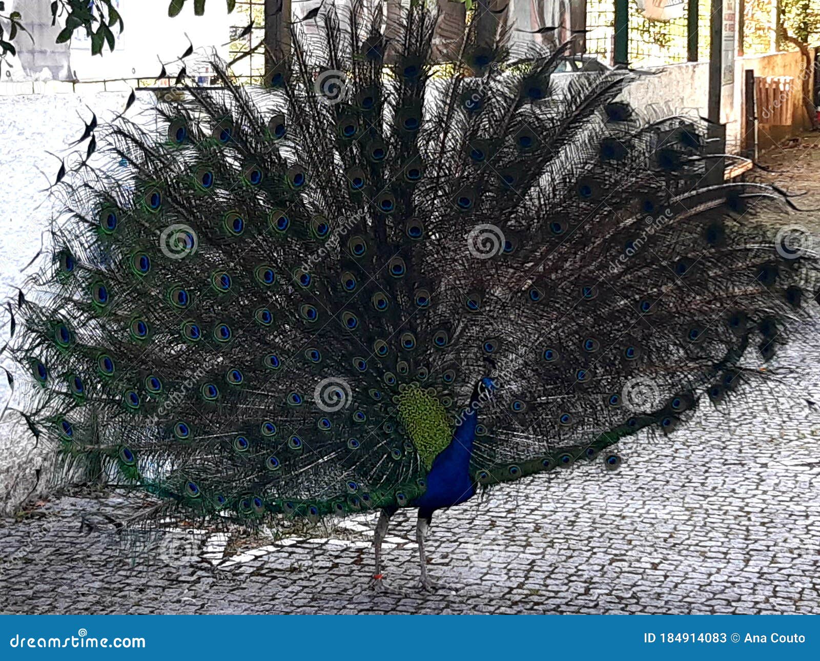 Indian PeacockÂ displaying Its Train Stock Image - Image of yard, wing ...
