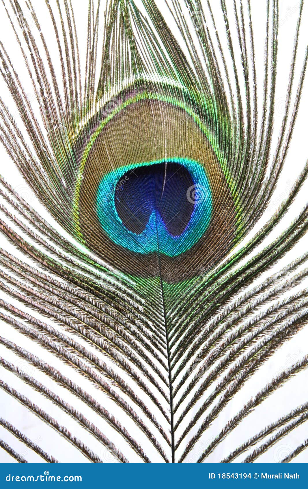 Indian Peacock Feather