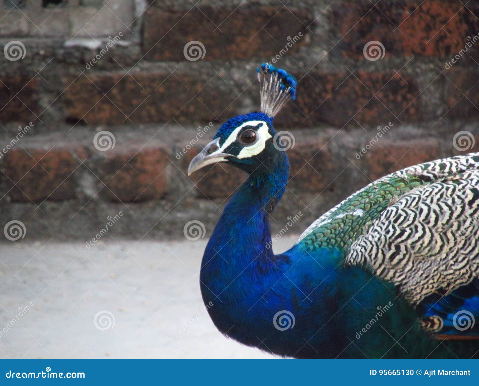 Indian Peacock, front view stock photo. Image of front - 95665130