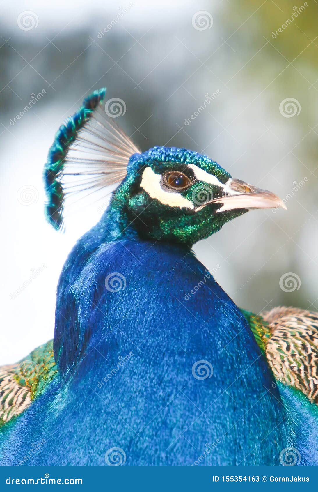 Indian peacock stock image. Image of head, depth, peafowl - 155354163