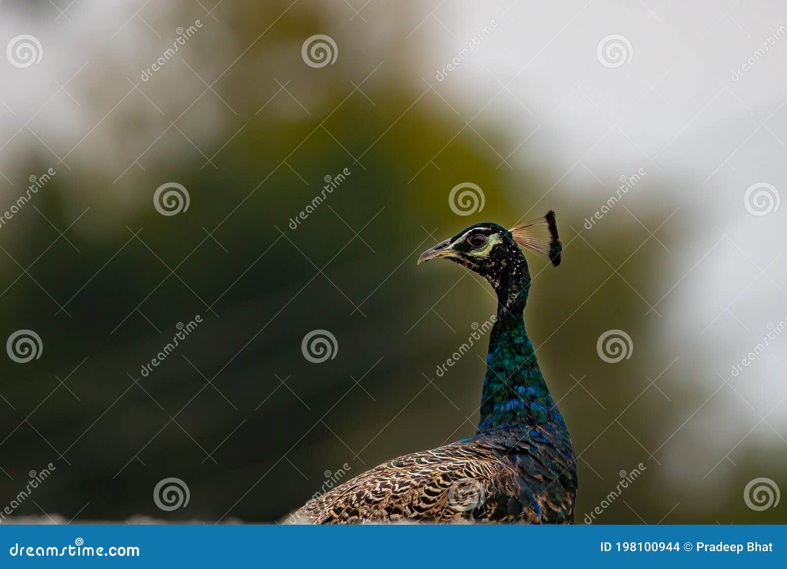 Indian peacock hunting stock photo. Image of bird, yellow - 198100944