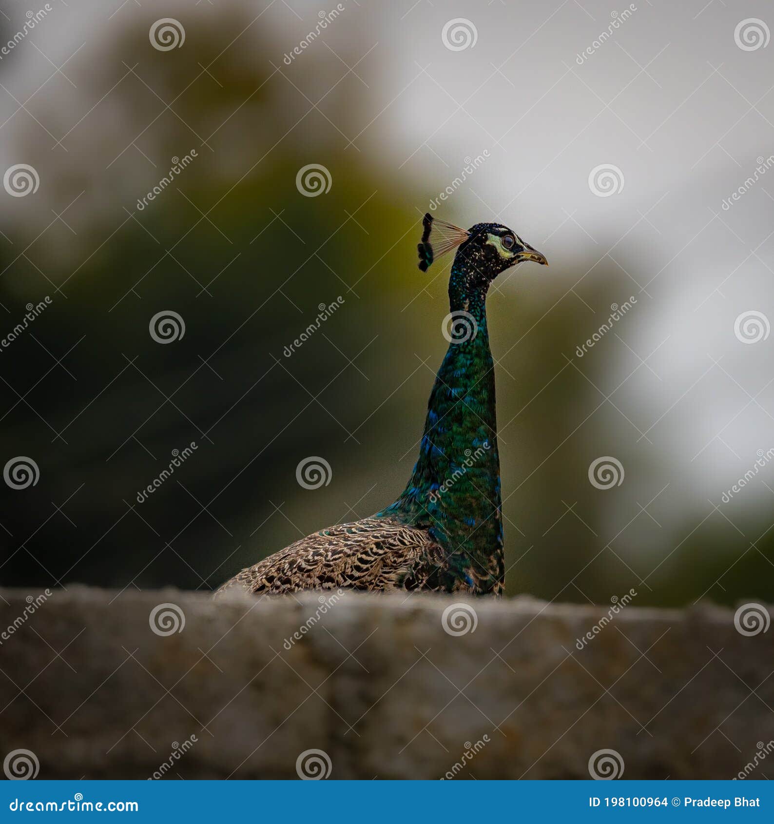 Indian peacock hunting stock photo. Image of wing, insect - 198100964