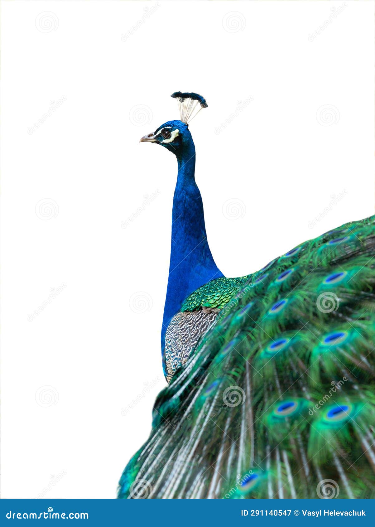 Indian Peacock Isolated on White Background Stock Image - Image of ...