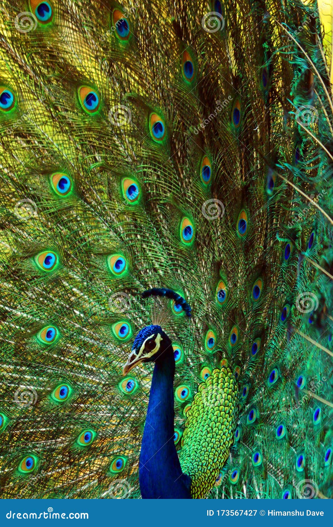 Indian Peacock.national Bird of India Stock Image - Image of peacock ...
