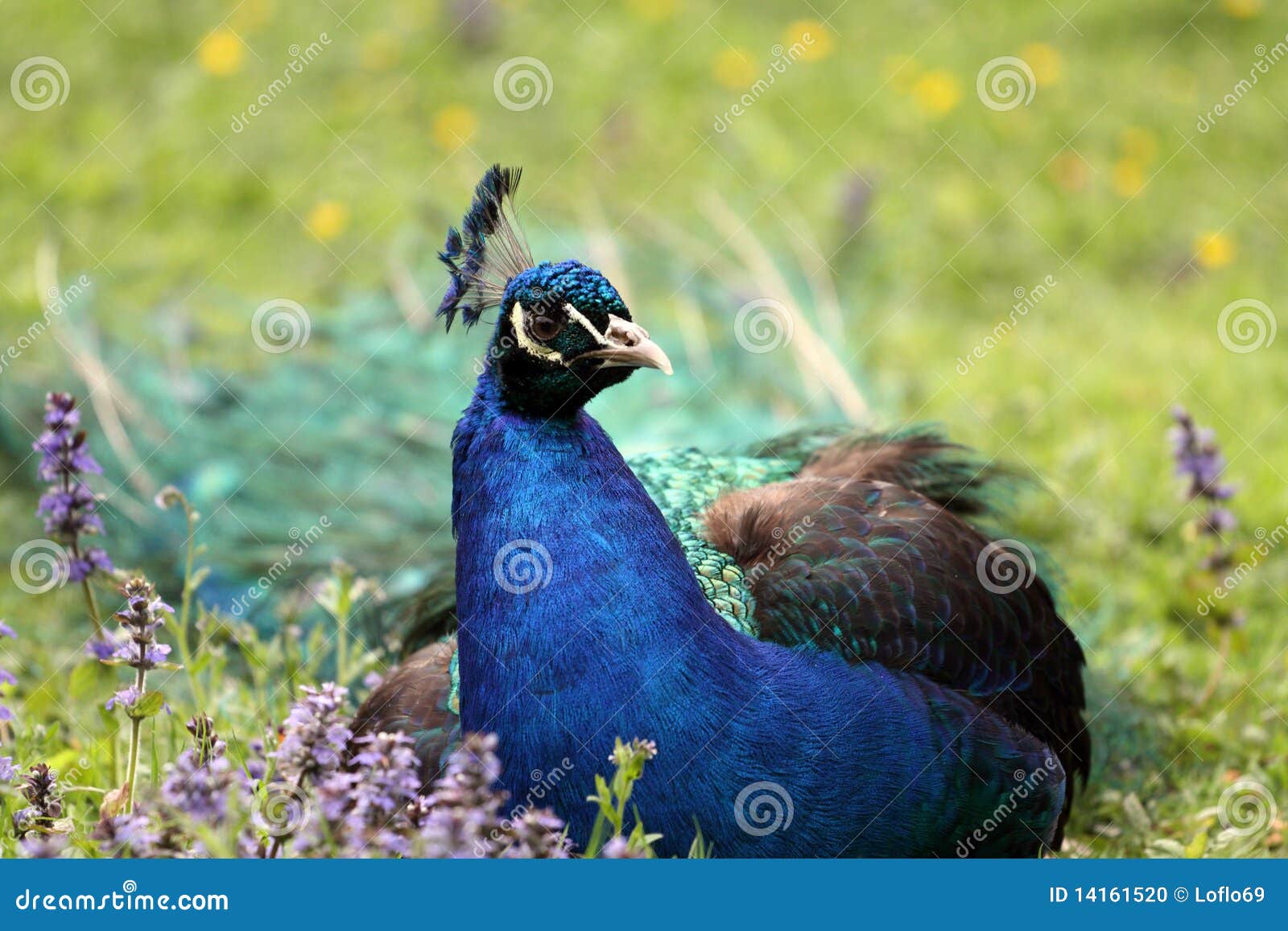 Indian peacock portrait stock photo. Image of pavo, long - 14161520