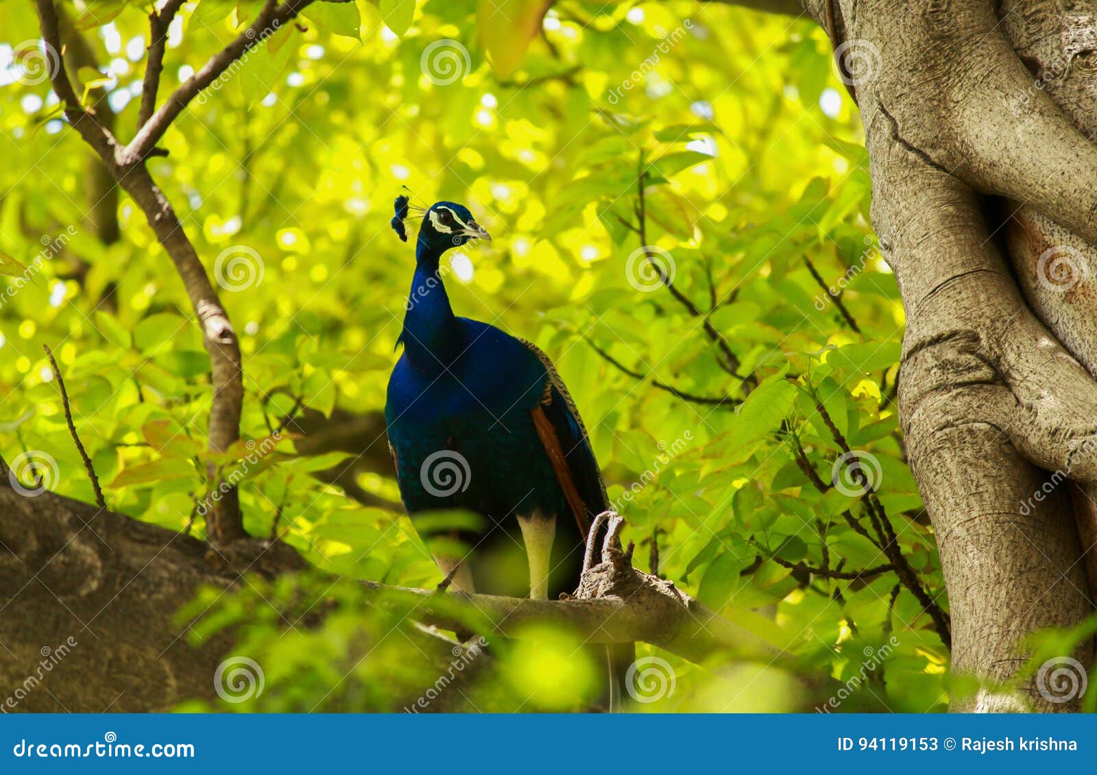 Peacock Sitting Tree Stock Photos - Download 573 Royalty Free Photos