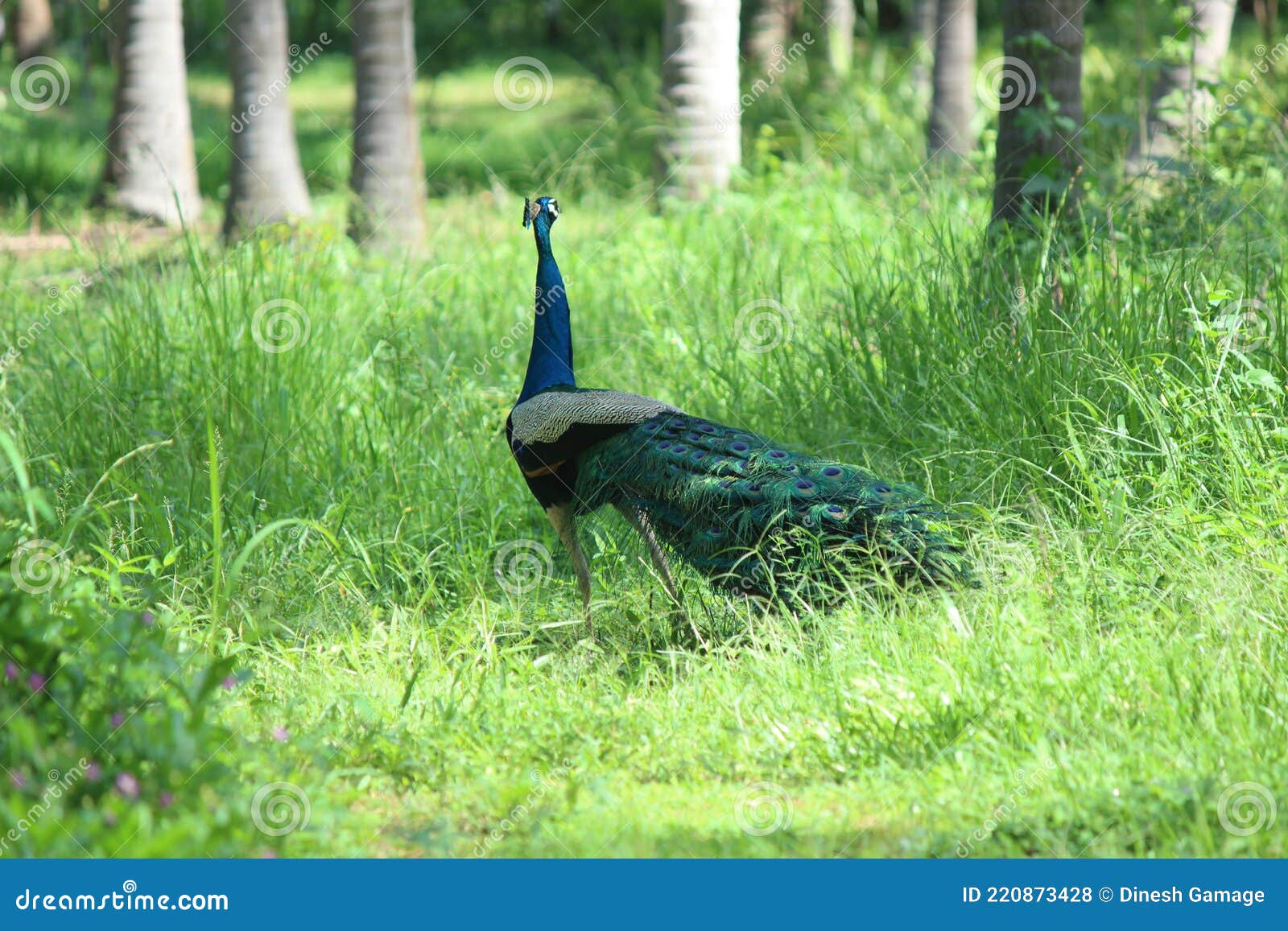 Indian Peafowl, Also Known As the Common Peafowl, and Blue Peafowl, is ...