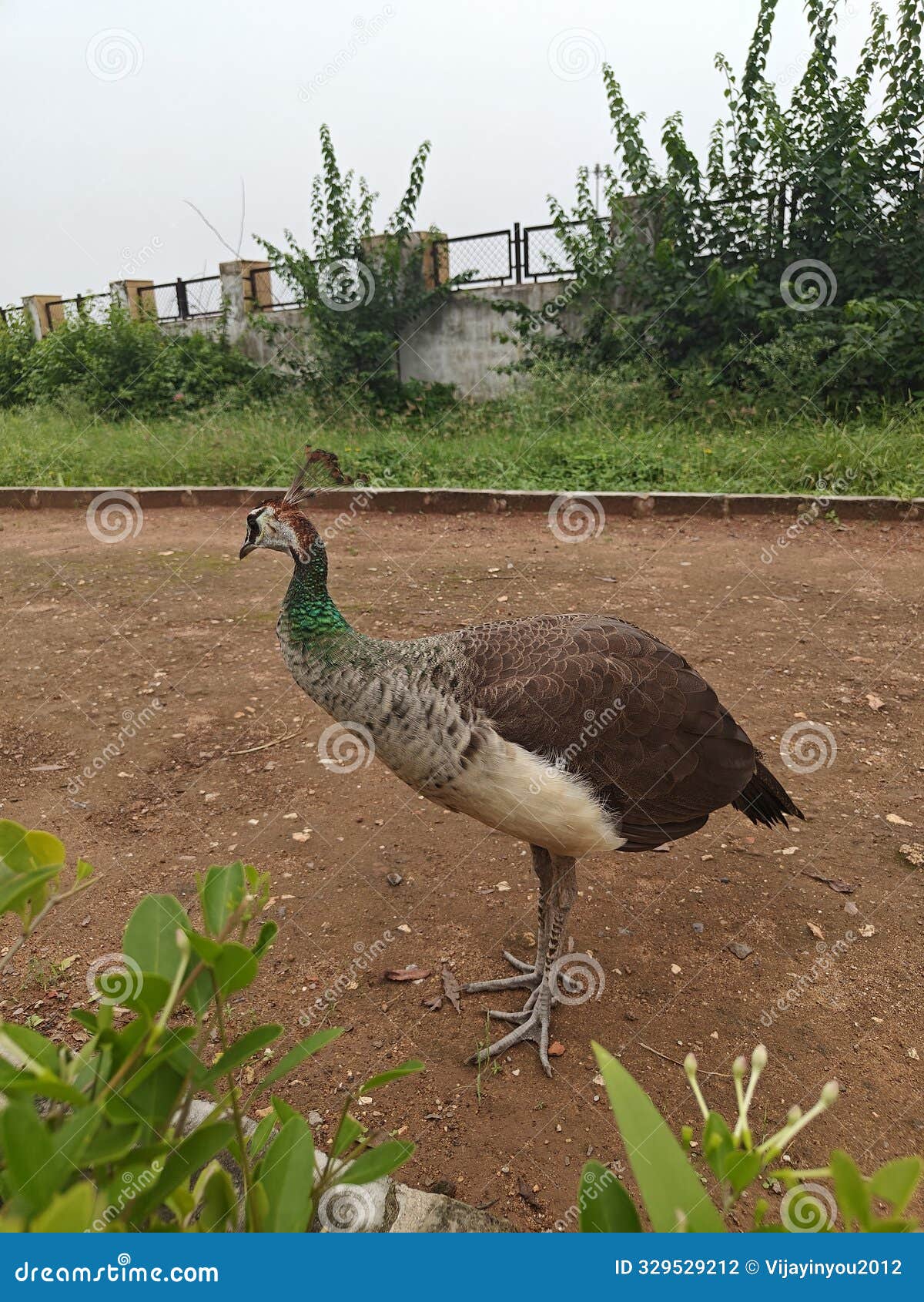 Indian Peafowl Also Known As Peahens Stock Photo - Image of peahens, indian: 329529212