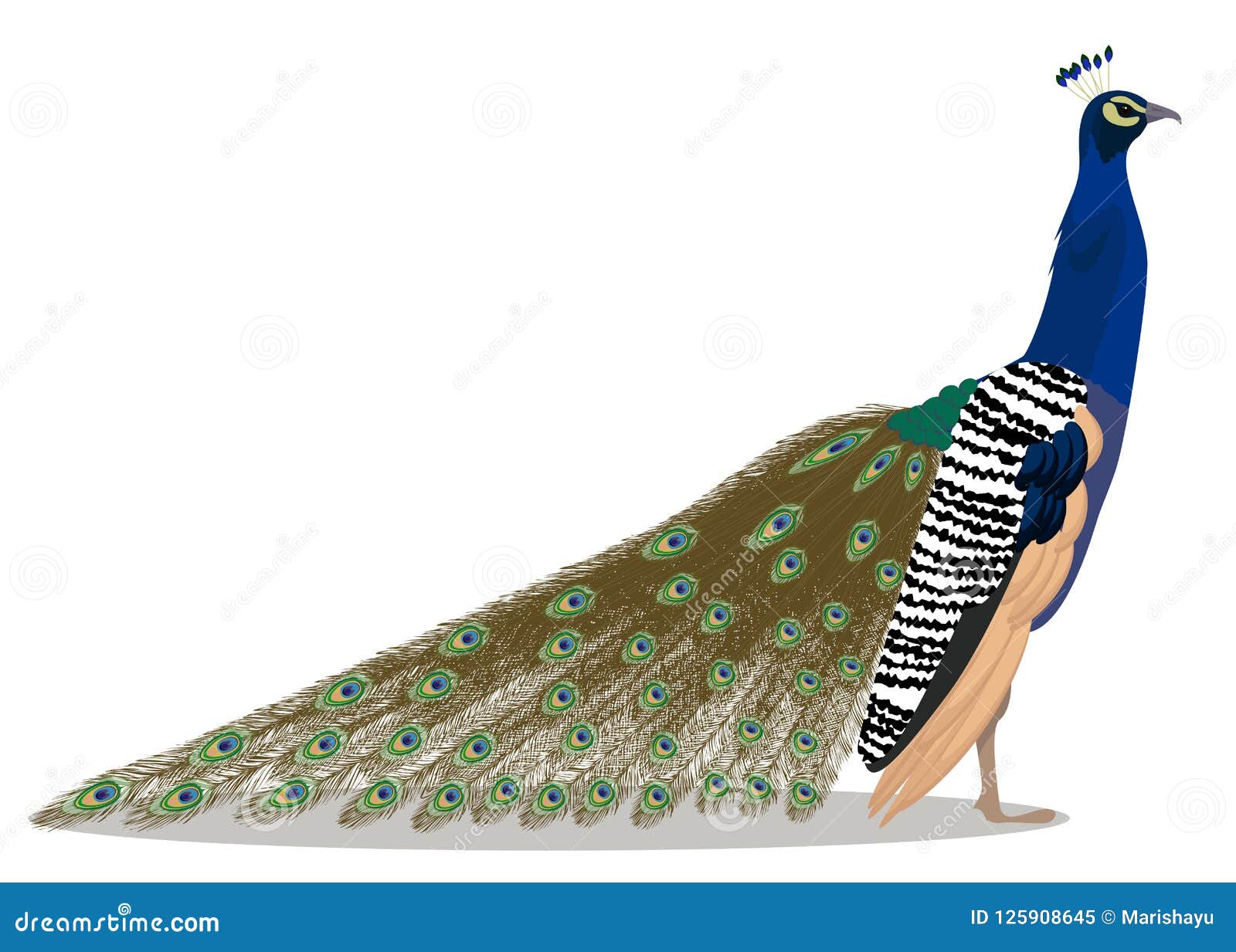 Indian Peafowl Coloring Page Stock Illustration | CartoonDealer.com ...
