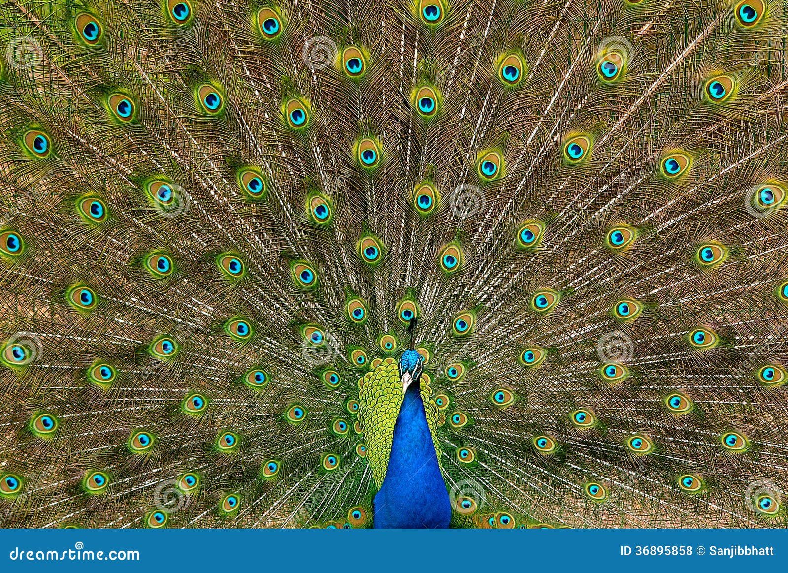Indian Peafowl Pavo Cristatus, Also Known As The Common Peafowl, And ...