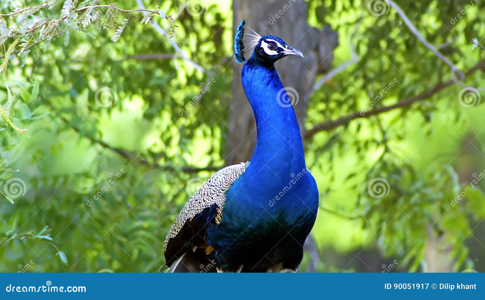 Indian Peafowl or the Indian Peacock Stock Image - Image of peafowlthe ...