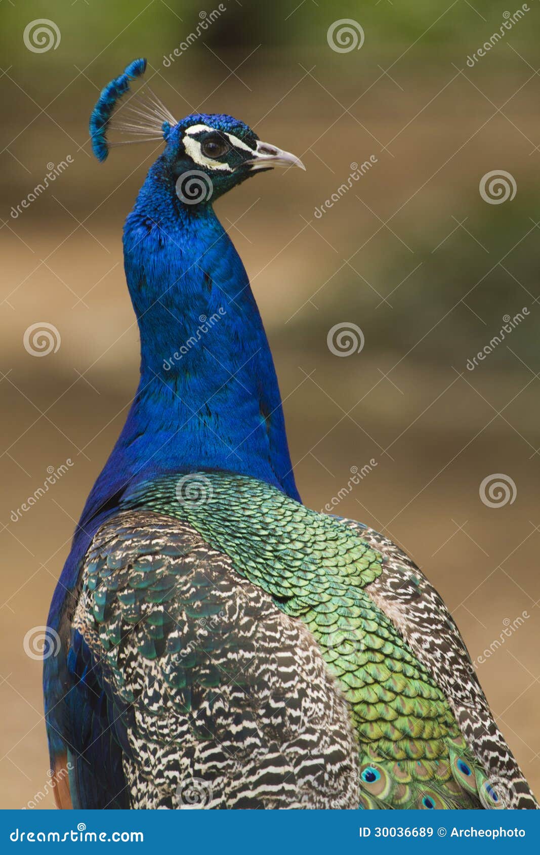 Indian Peafowl stock image. Image of wildlife, color - 30036689
