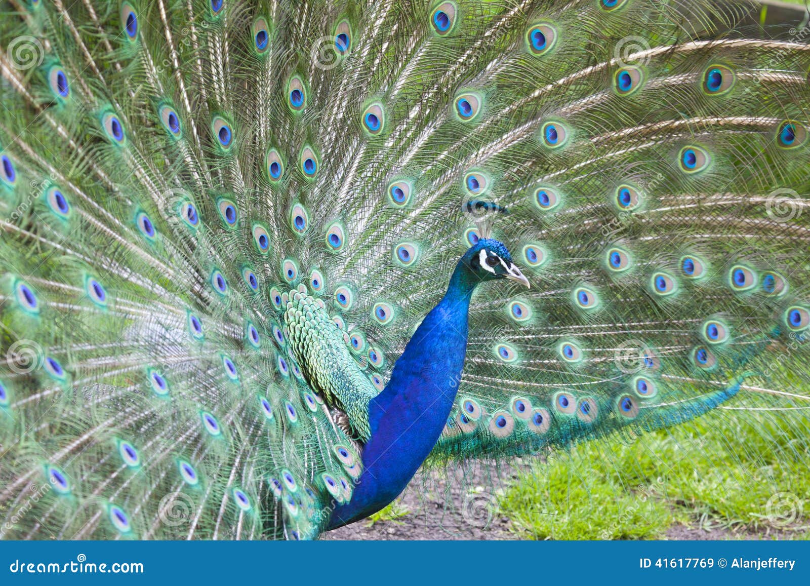 Indian Peafowl stock image. Image of eyes, pavo, cristatus - 41617769