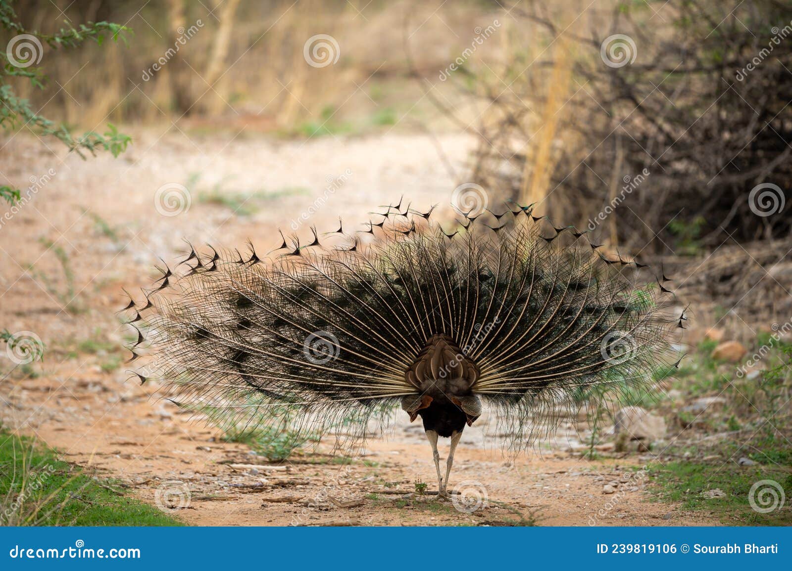 Indian Peafowl Or Male Peacock On Forest Track Dancing With Full