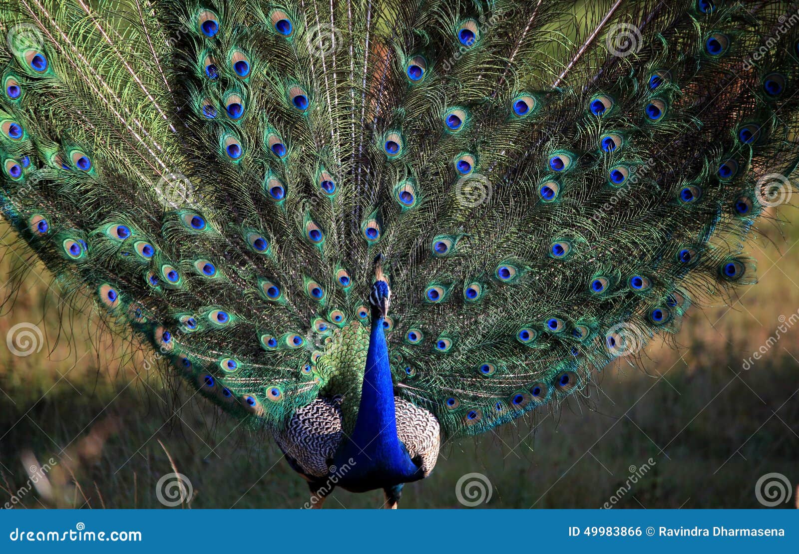 Indian Peafowl Peacok Stock Photos - Free & Royalty-Free Stock Photos ...