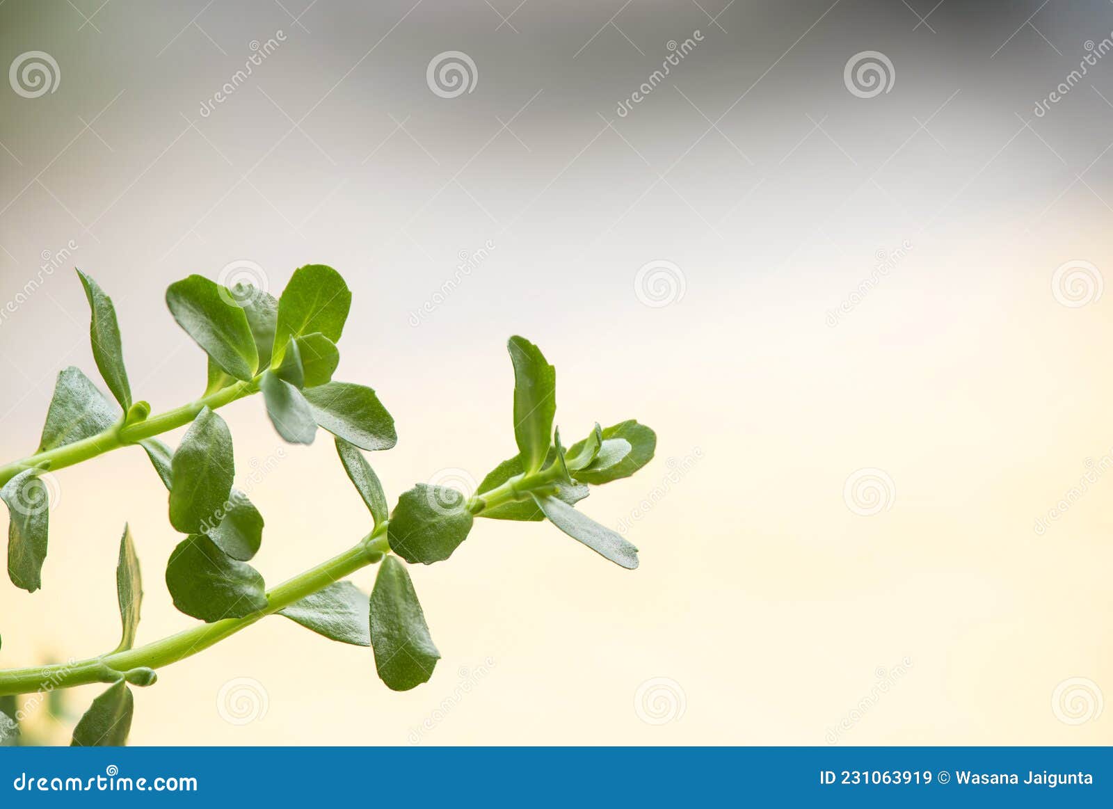 Indian Pennywort or Brahmi Trees on Nature Surface Stock Image - Image ...