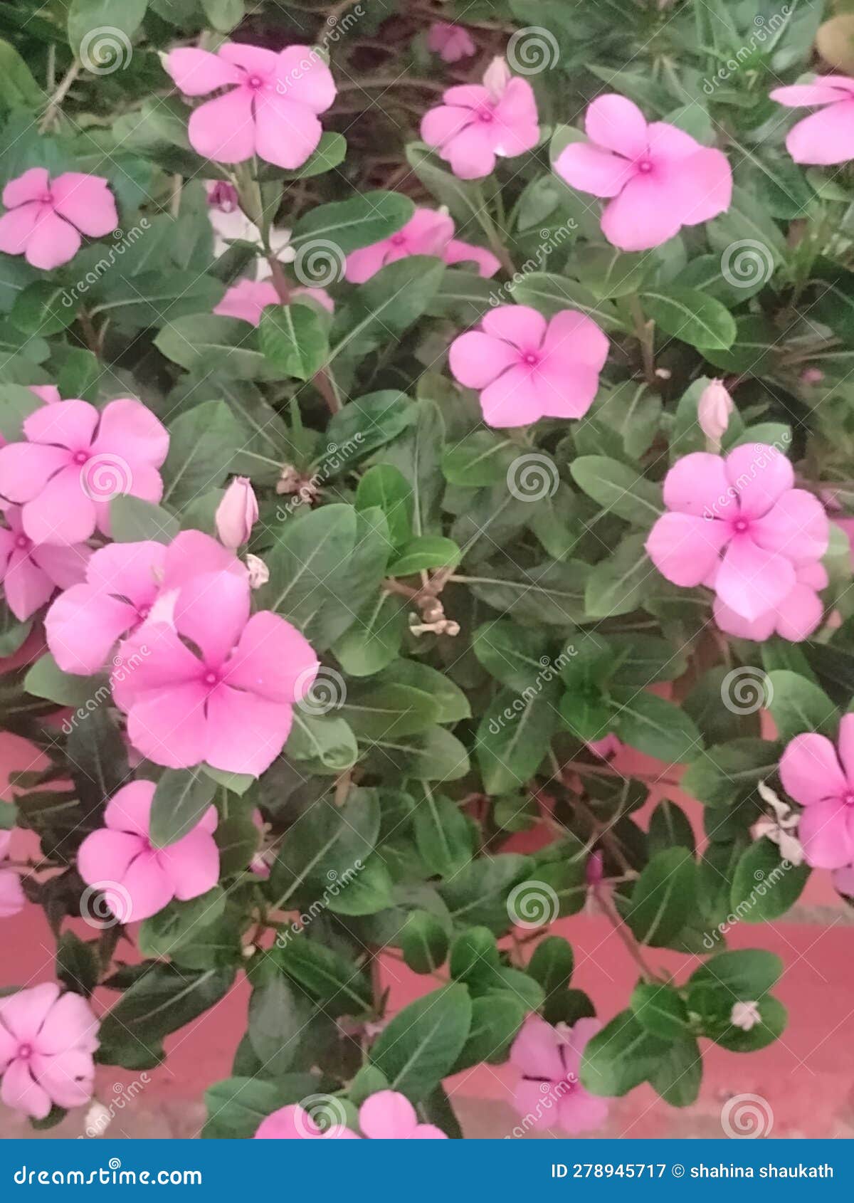 Indian periwinkle pink stock image. Image of periwinkle - 278945717