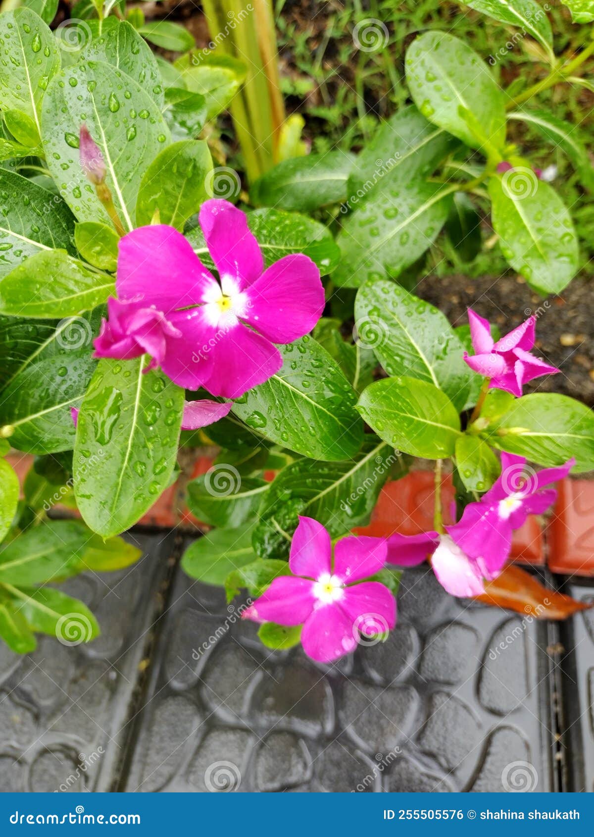 Indian periwinkle stock photo. Image of periwinkle, indian - 255505576