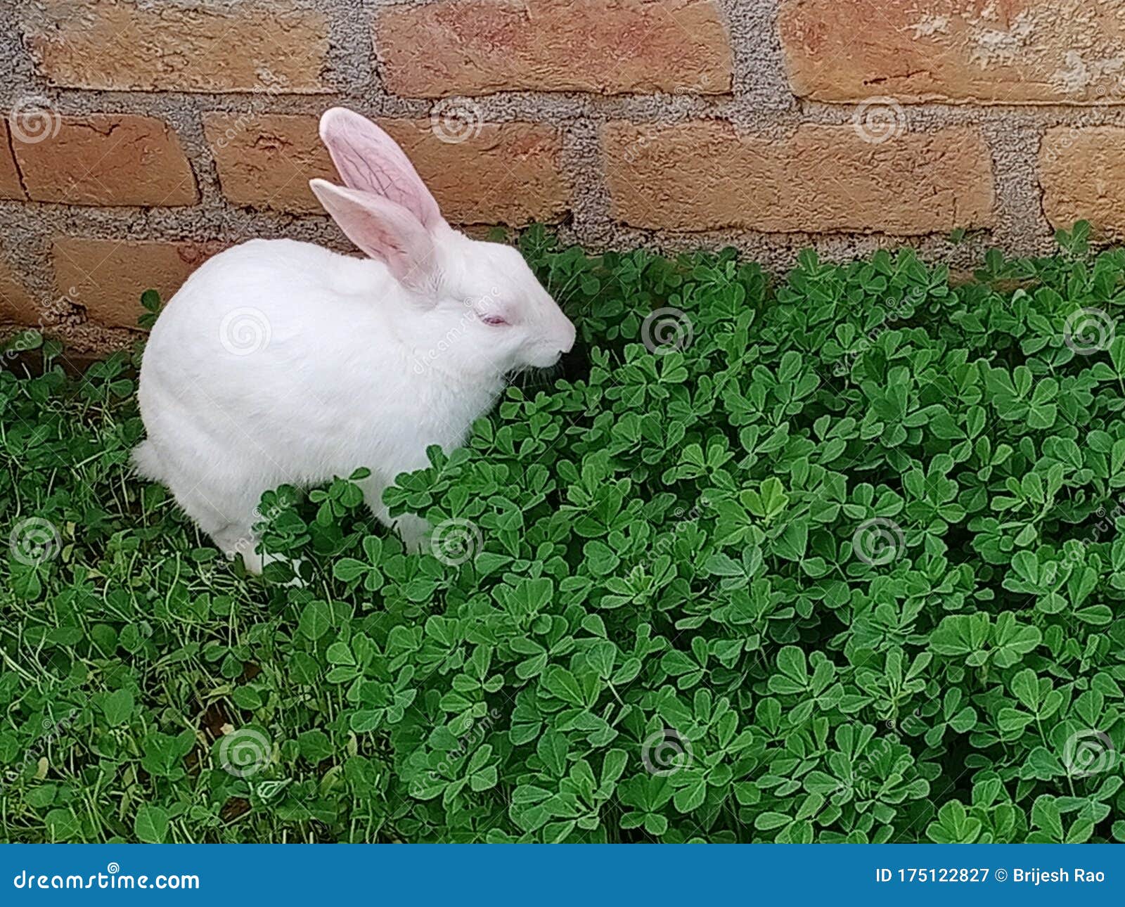 Khargosh Stock Photos - Free & Royalty-Free Stock Photos from Dreamstime