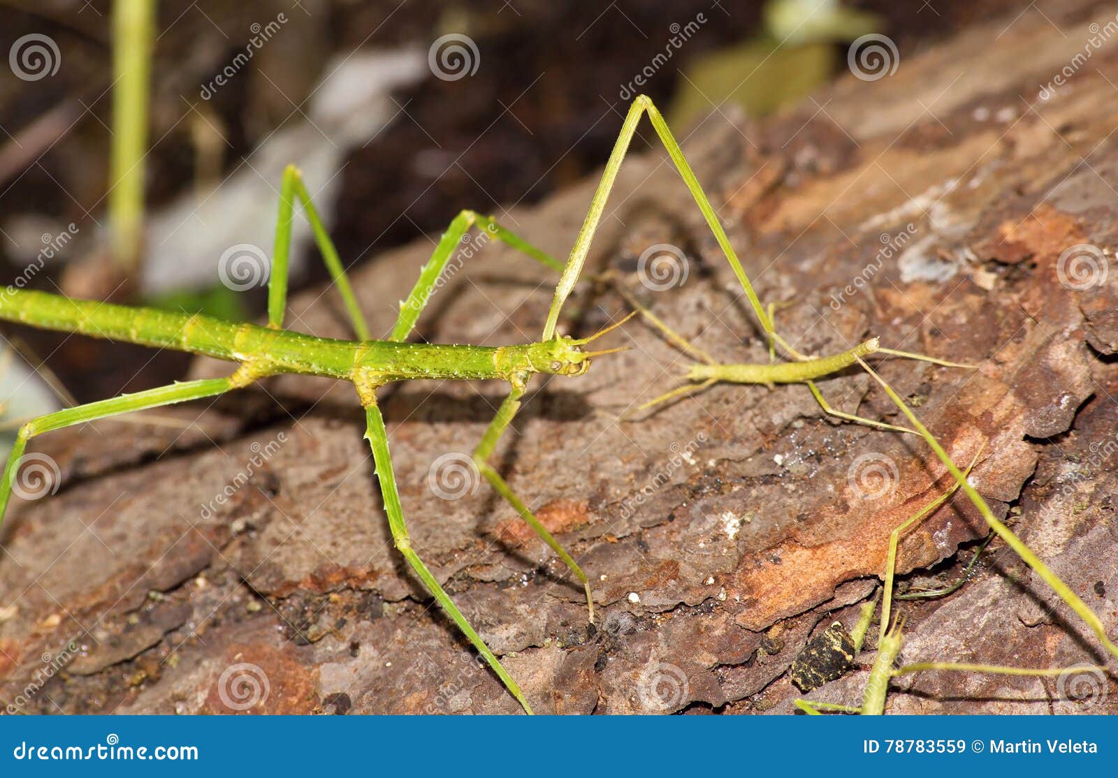 Indian phasmatodea stock image. Image of medauroidea - 78783559