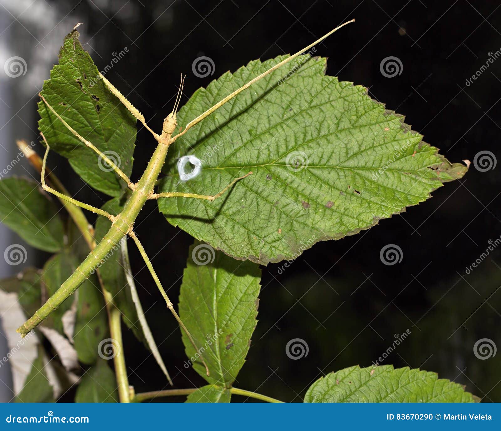Indian phasmatodea stock photo. Image of creature, phasmatodea - 83670290