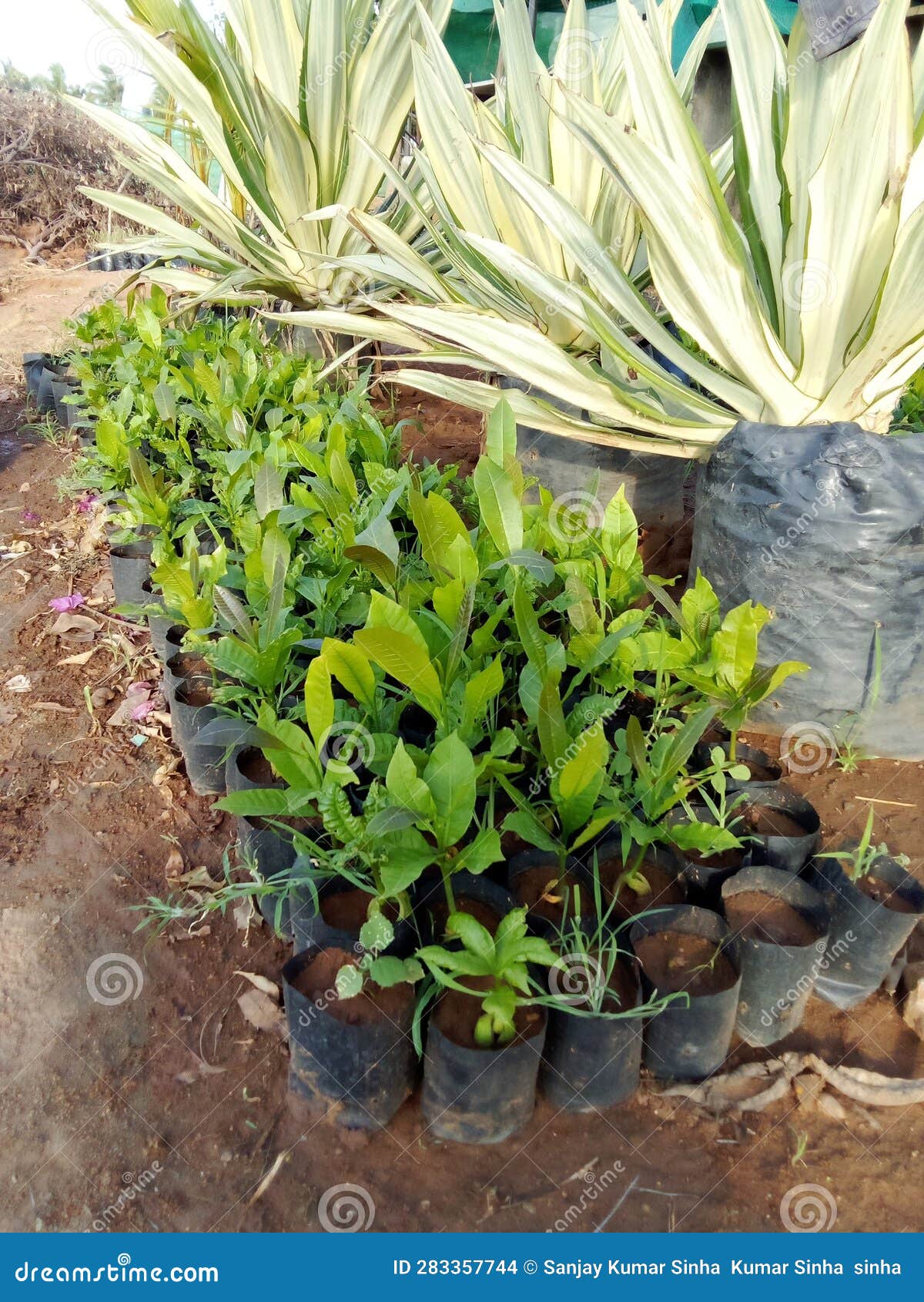 Indian Photo Shop Real Nursury Stock Photo - Image of nursury, real ...