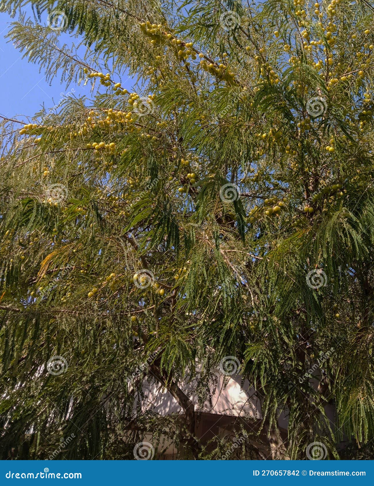 Indian Phyllanthus Emblica or Gooseberry Fruits Tree Branches Stock ...