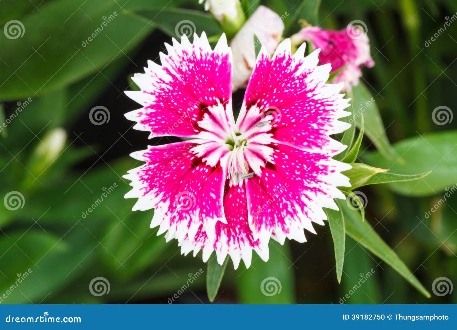 Indian Pink, China Pink Flower Stock Photo - Image of china, blossom ...