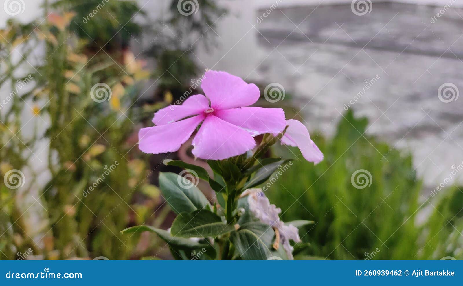 Indian Pink Flower stock photo. Image of plants, flower - 260939462