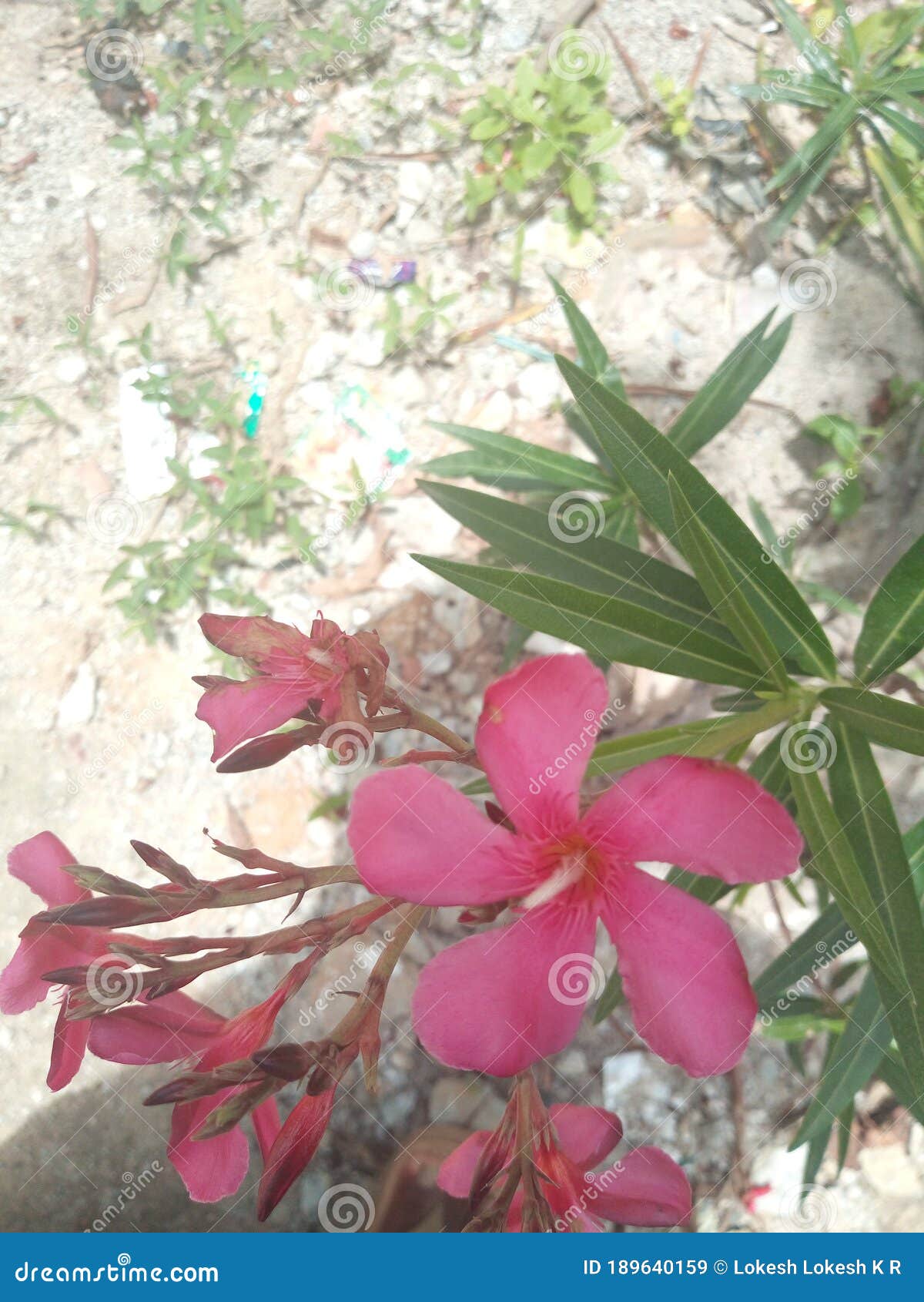 Indian pink flower bunch stock image. Image of spring - 189640159