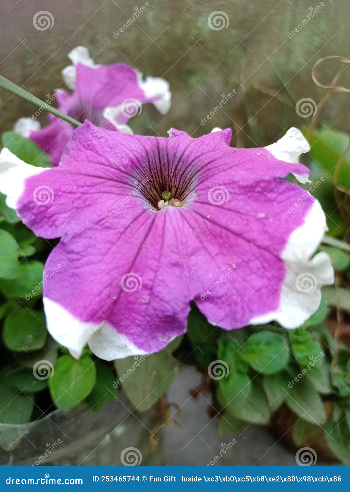 Indian Pink Flower & Tree Stock Photo - Image of indian, shrub: 253465744