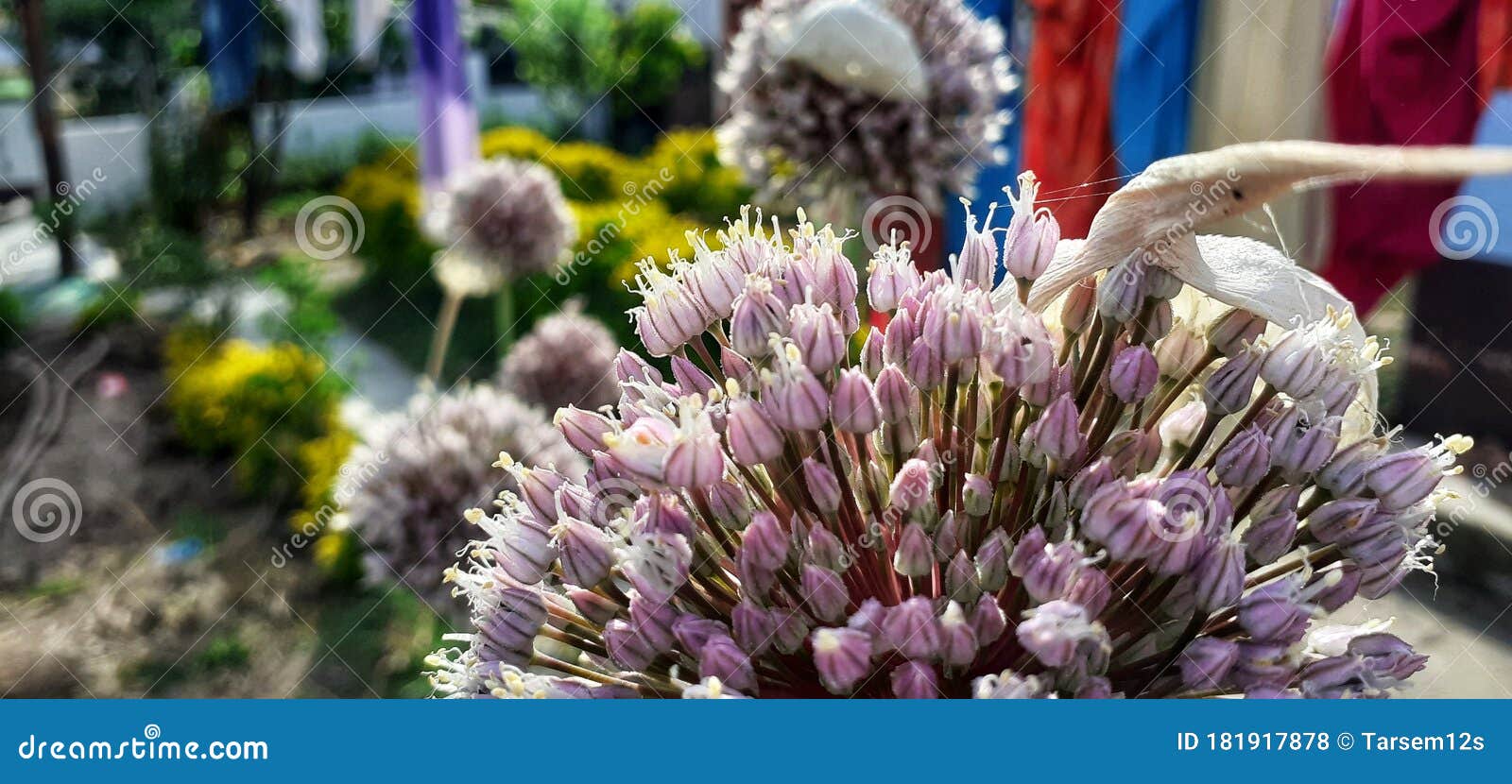 Indian pink Garlic flower stock photo. Image of pink - 181917878