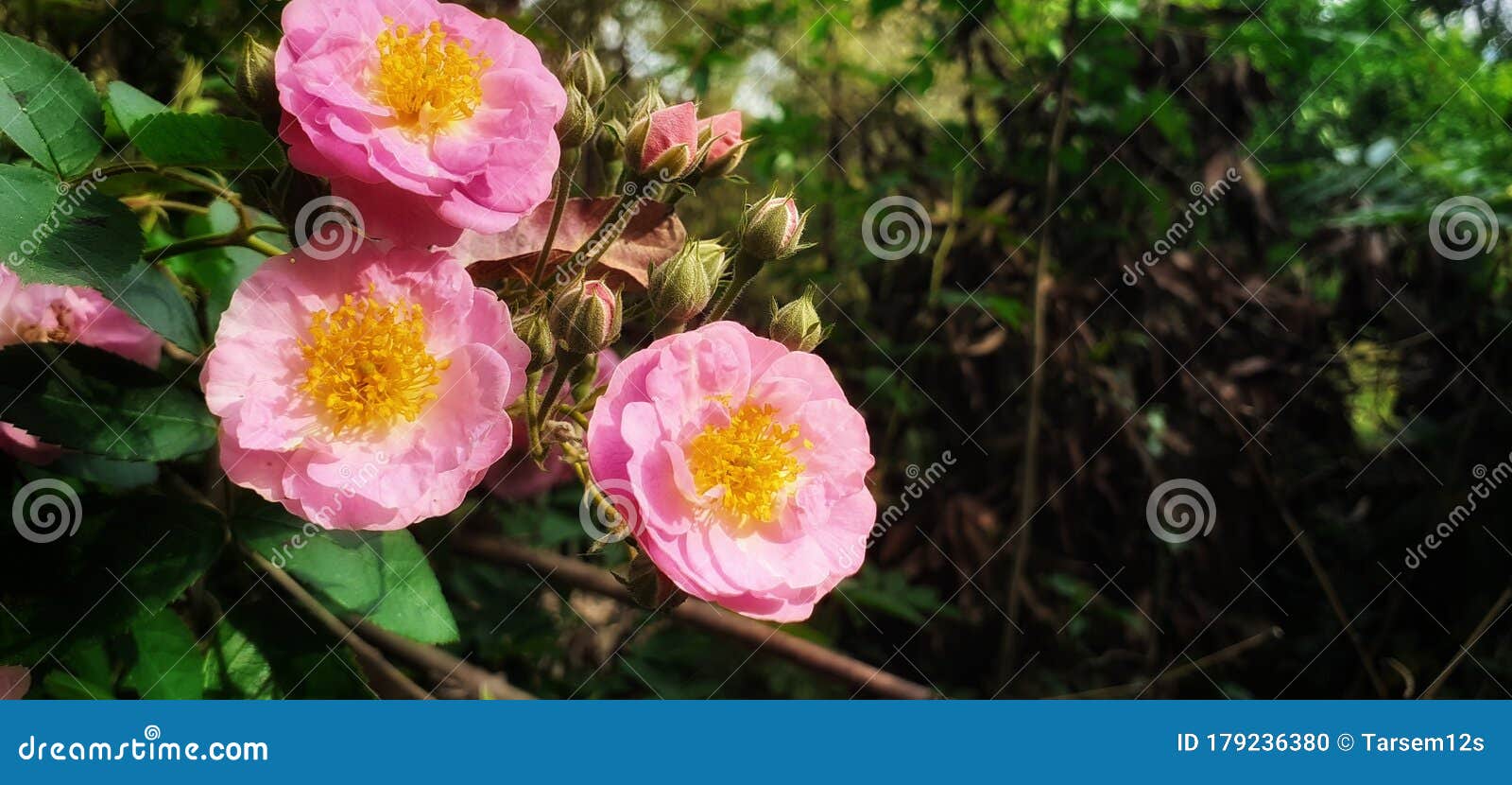 Indian pink rose in jungle stock photo. Image of rose - 179236380