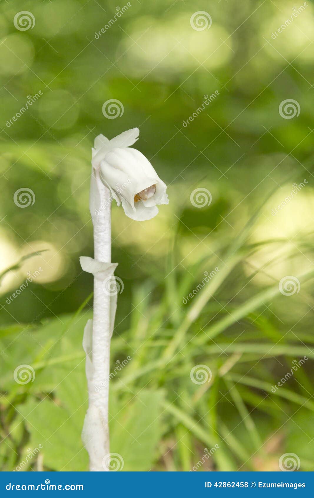 Indian Pipe Plant Monotropa Uniflora Translucent Flower Royalty-Free ...