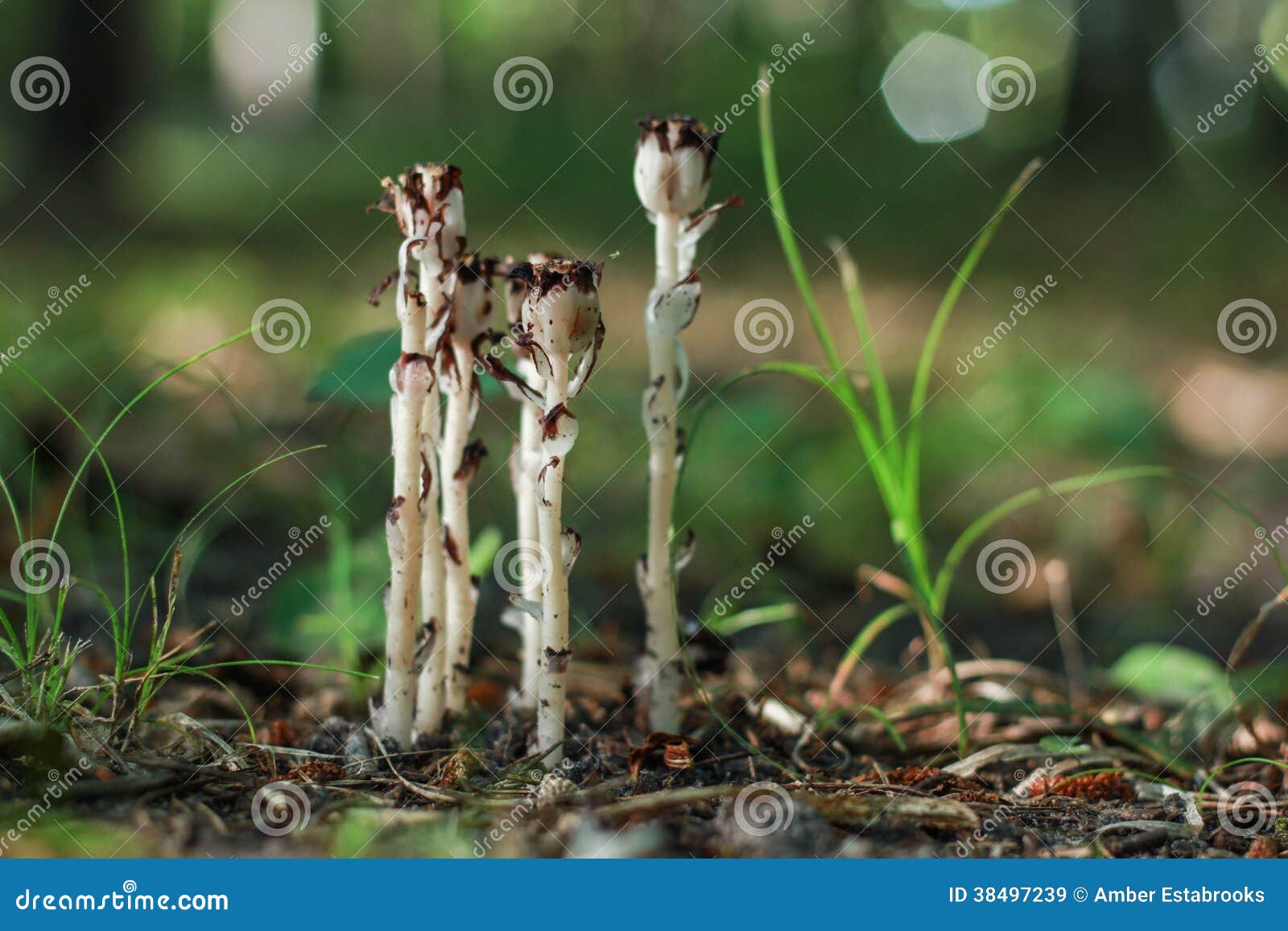 Indian Pipe Royalty-Free Stock Photo | CartoonDealer.com #38497239