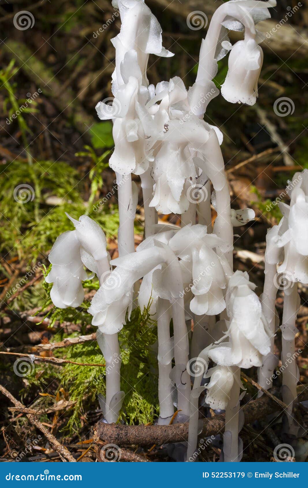 Indian Pipe (Monotropa Uniflora) Growing in the Forest Stock Image ...
