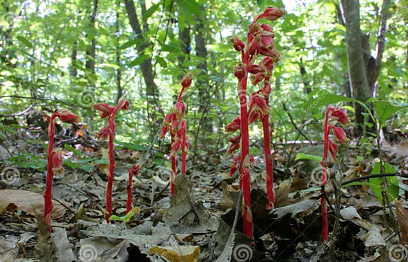 Indian Pipe plants stock image. Image of monotropaceae - 9402247