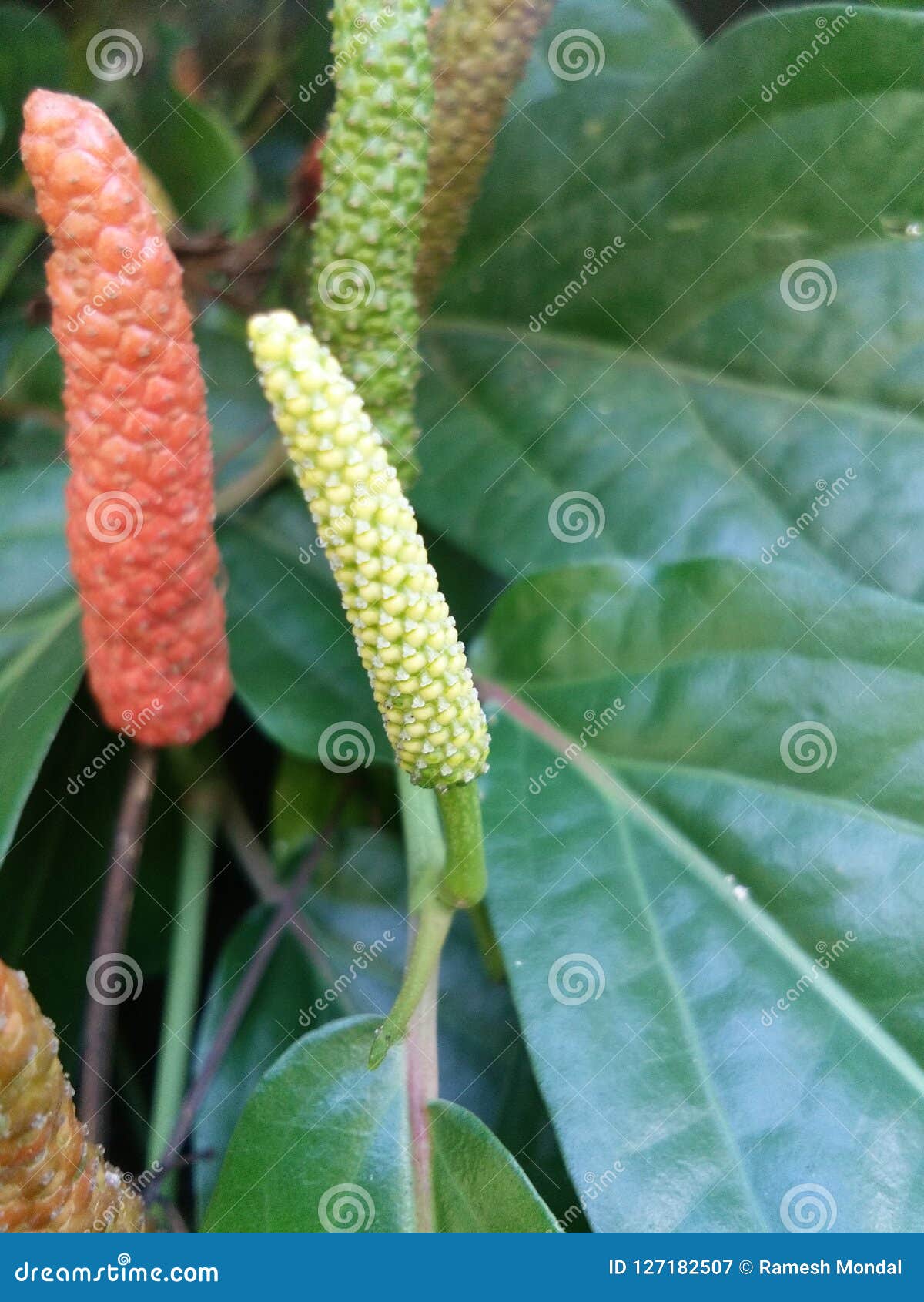 Indian Pipul Photos - Free & Royalty-Free Stock Photos from Dreamstime