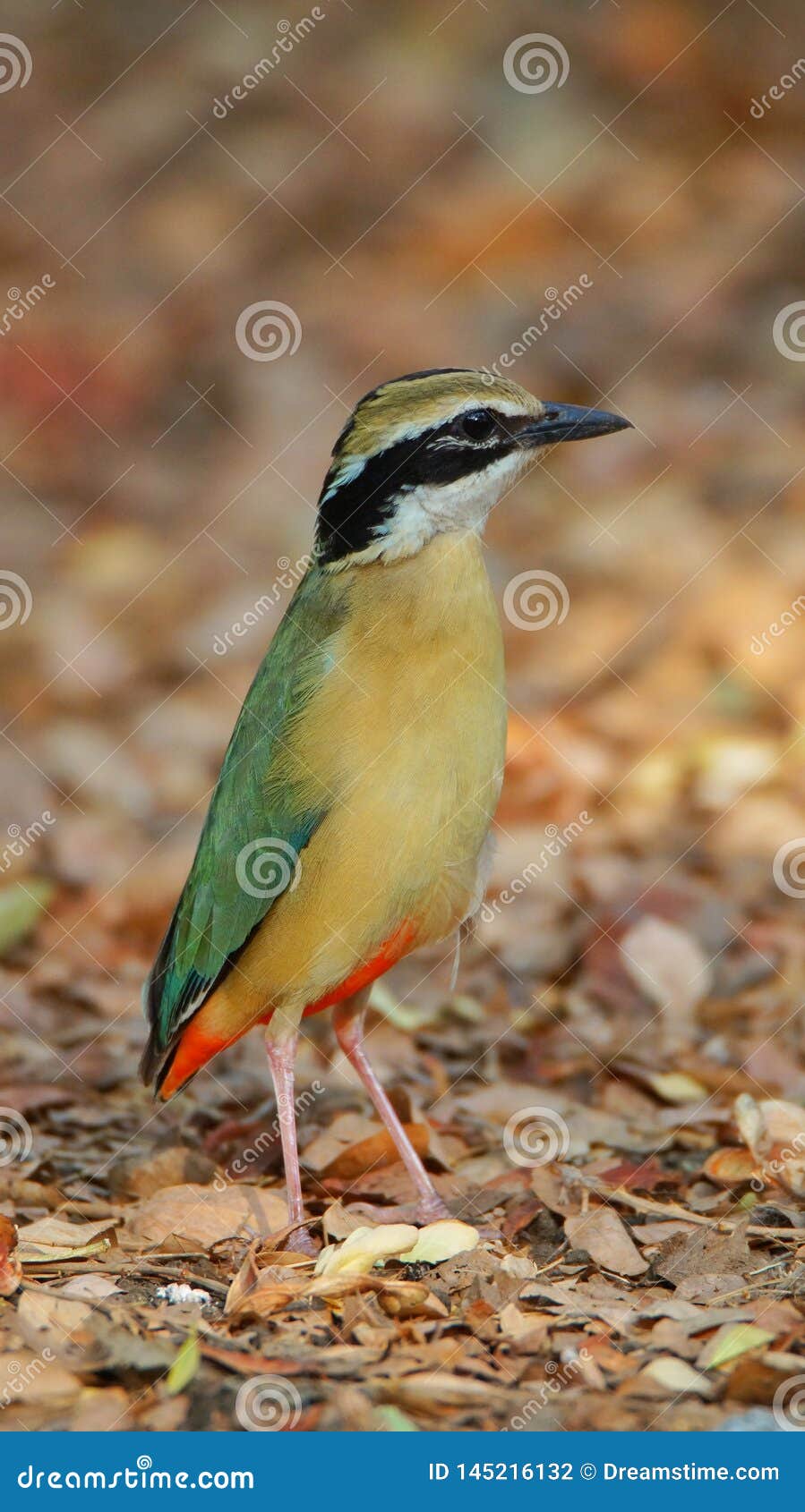 Indian Pitta stock photo. Image of pitta, indian, colourful - 145216132