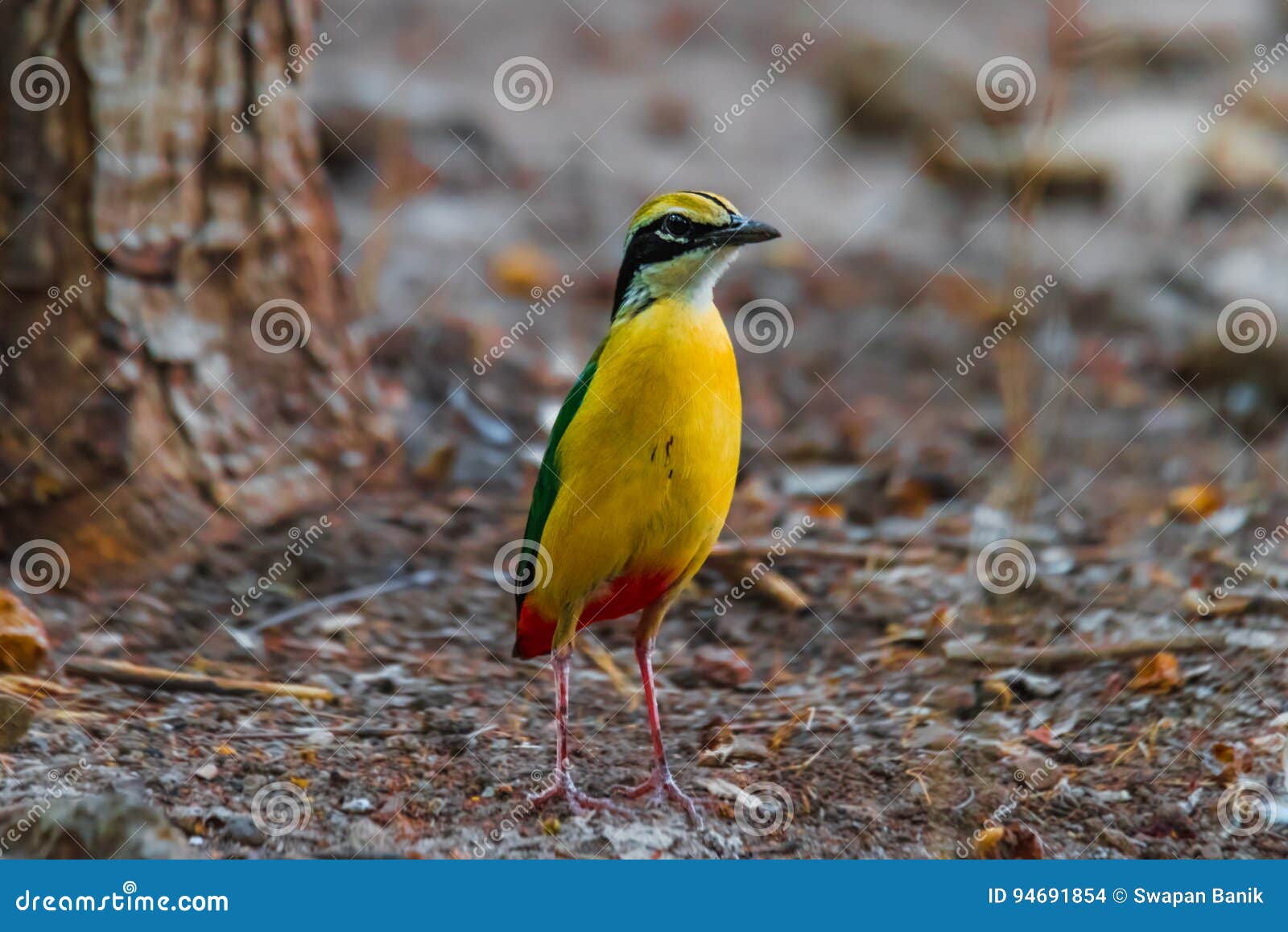Indian Pitta, Pitta Brachyura, In The Beautiful Nature Habitat, Yala ...