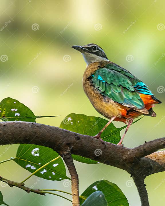 An Indian Pitta stock photo. Image of kookaburra, feather - 328705452
