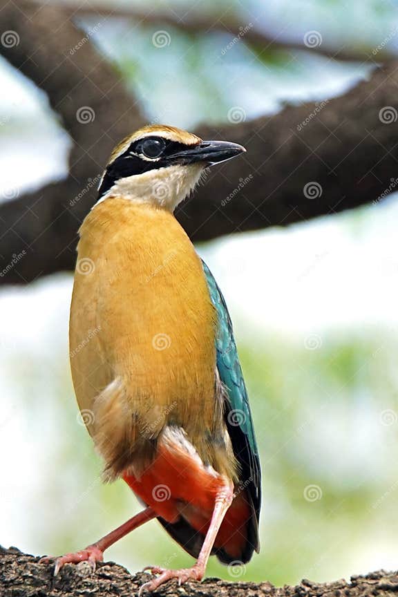 Indian Pitta in Nesting Session Stock Photo - Image of pitta, session ...