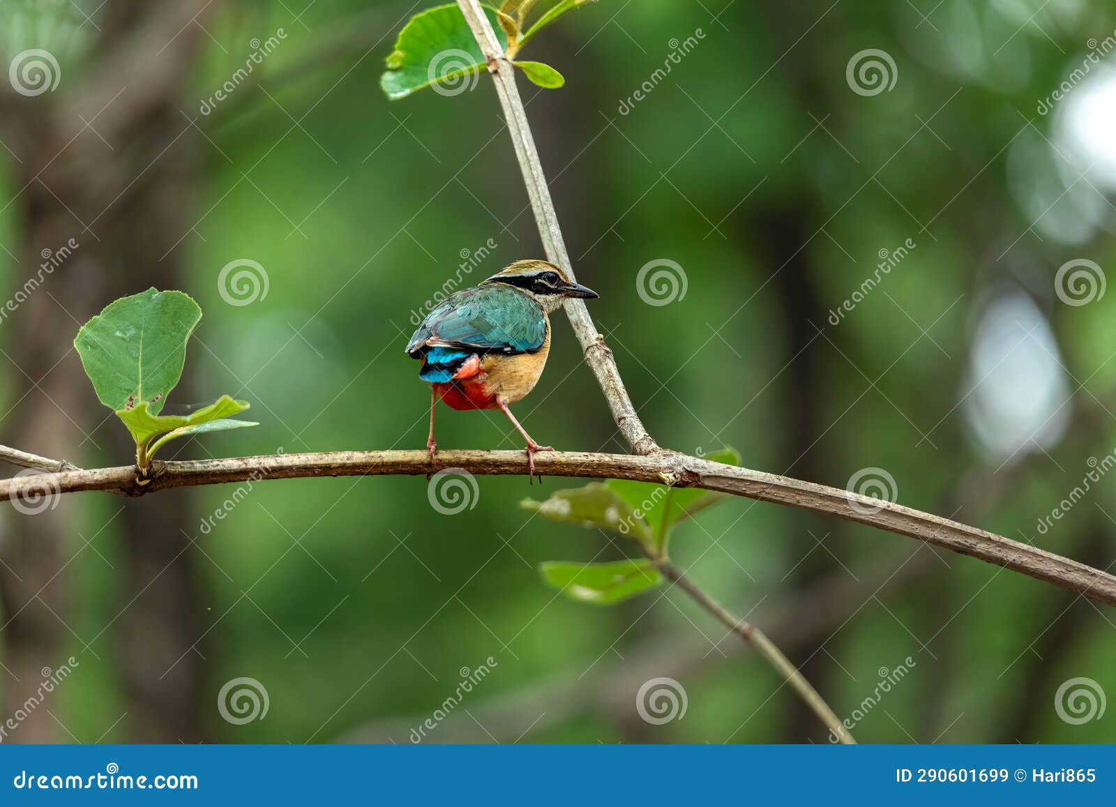 Indian Pitta at Pench National Park June 2001 Stock Image - Image of ...