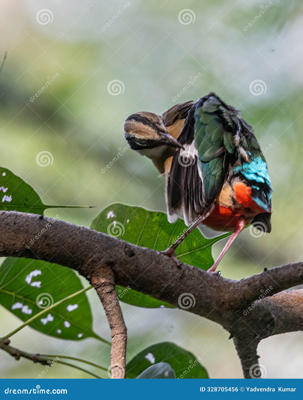 An Indian Pitta stock photo. Image of wild, natural - 328705456
