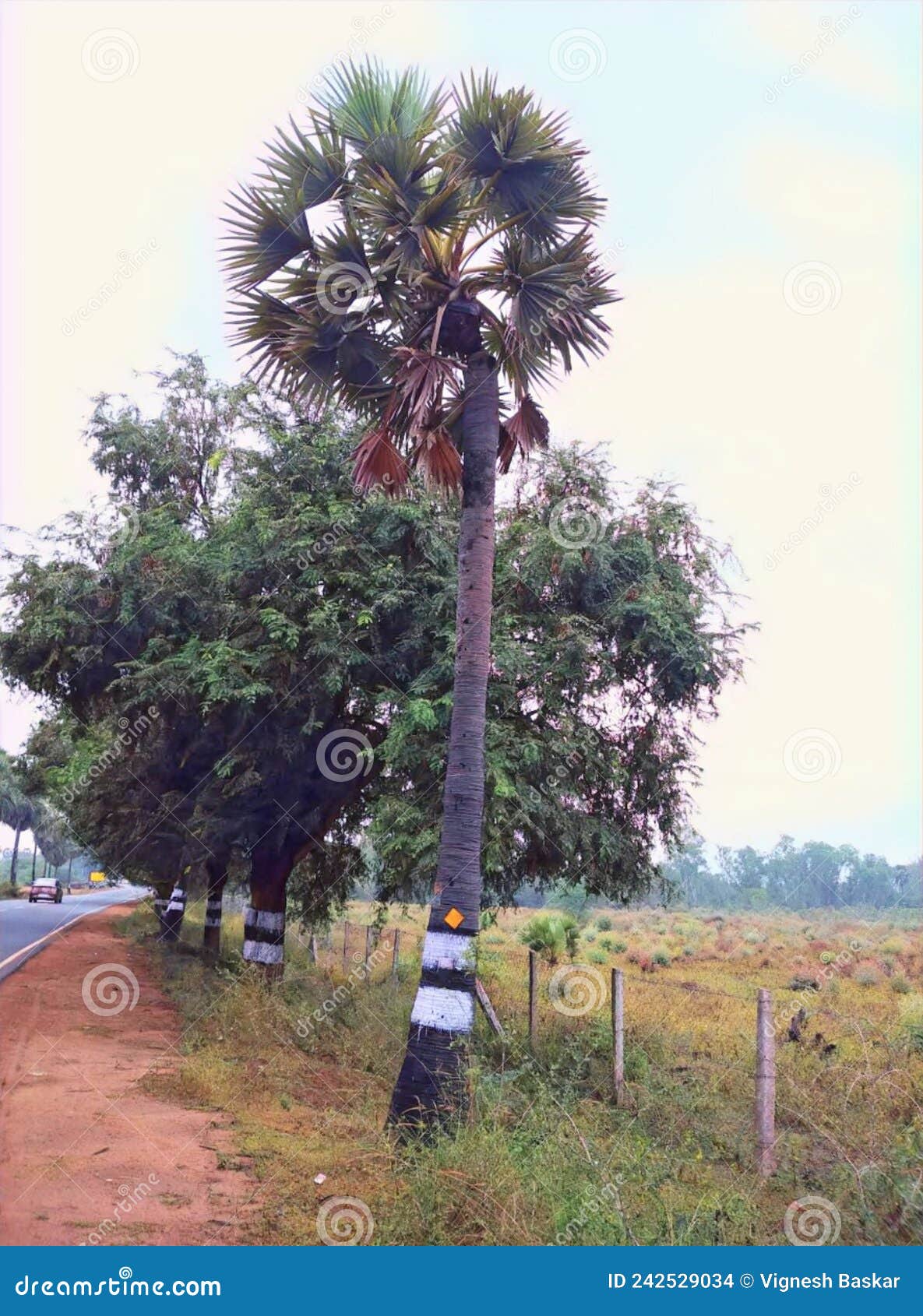 Indian plam tree stock photo. Image of tree, indian - 242529034