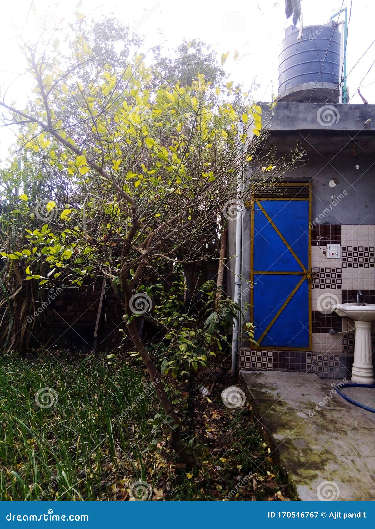 Indian Plant Water Tanki Bathroom Stock Image - Image of water, plant ...