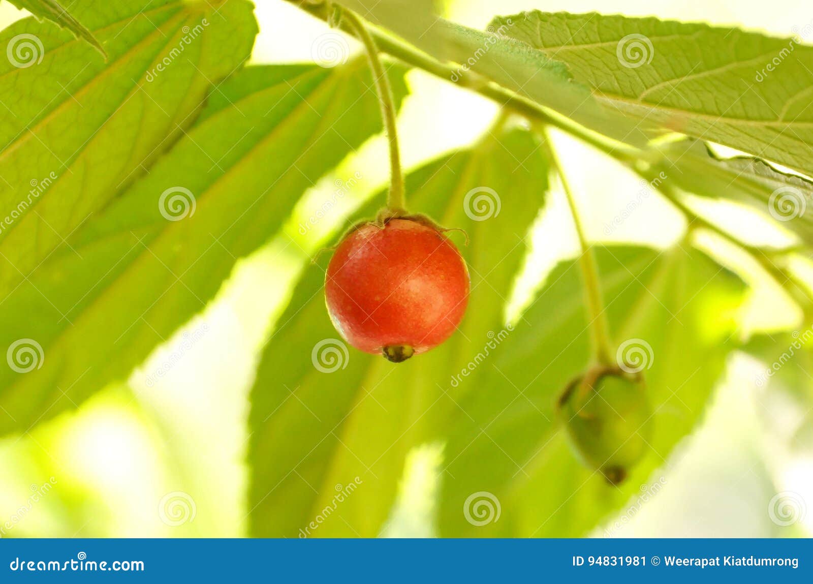 Indian plum stock image. Image of plum, flacourtia, purple - 94831981