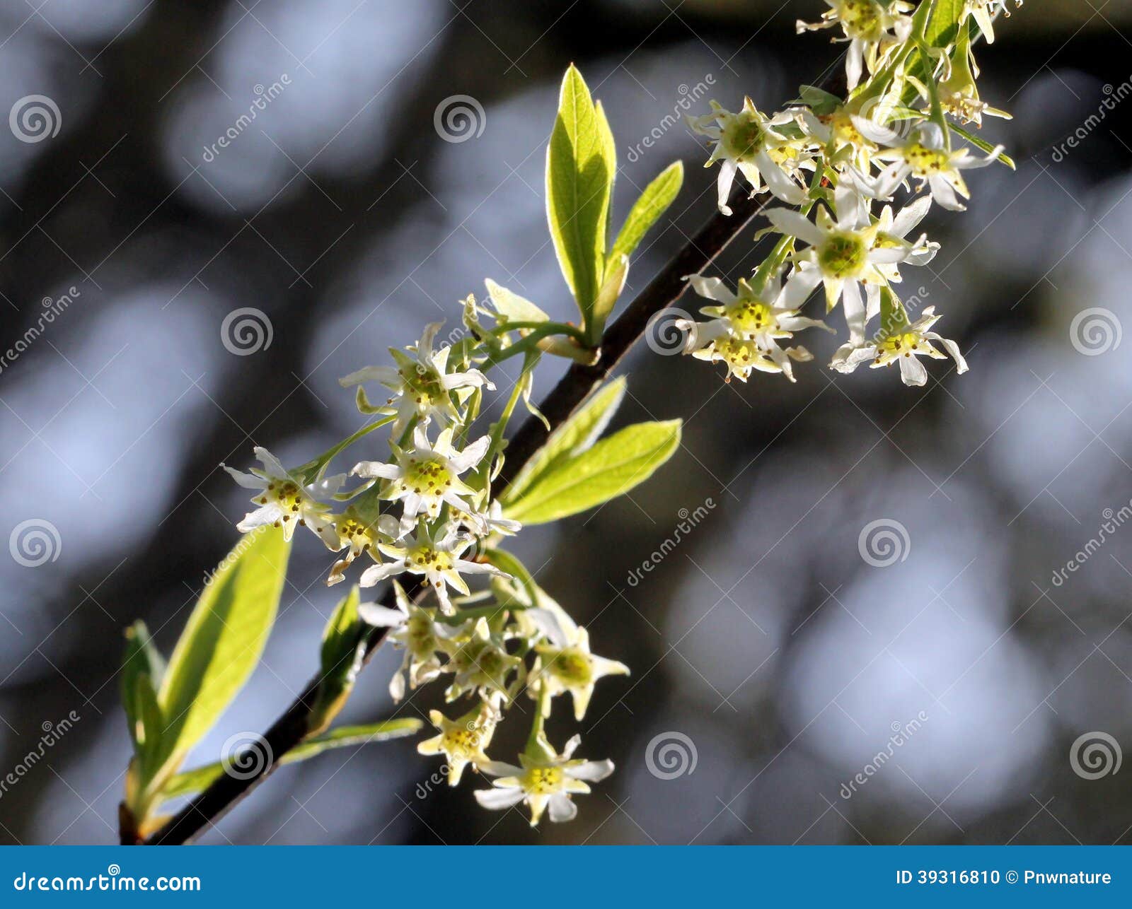 It`s An Indian Plum Tree Stock Photography | CartoonDealer.com #192074786