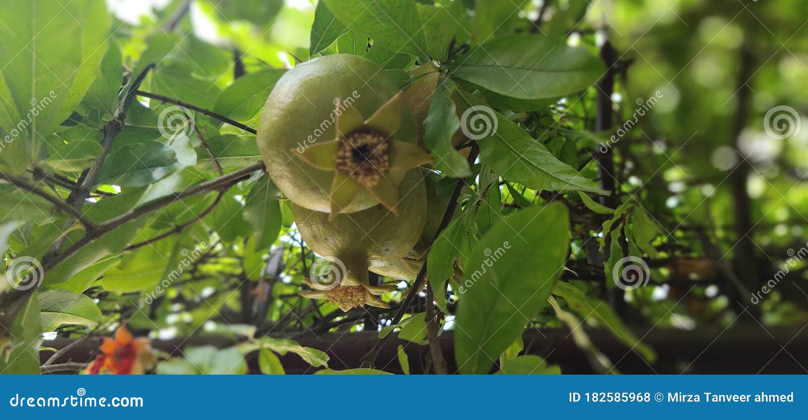 Indian Pomegranate Anaar Fruit Fruits Stock Photo - Image of indian ...