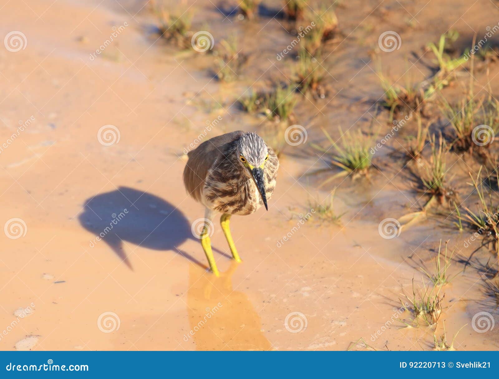 Indian Pond Heron, Ardeola Grayii Stock Image - Image of lanka, lake ...